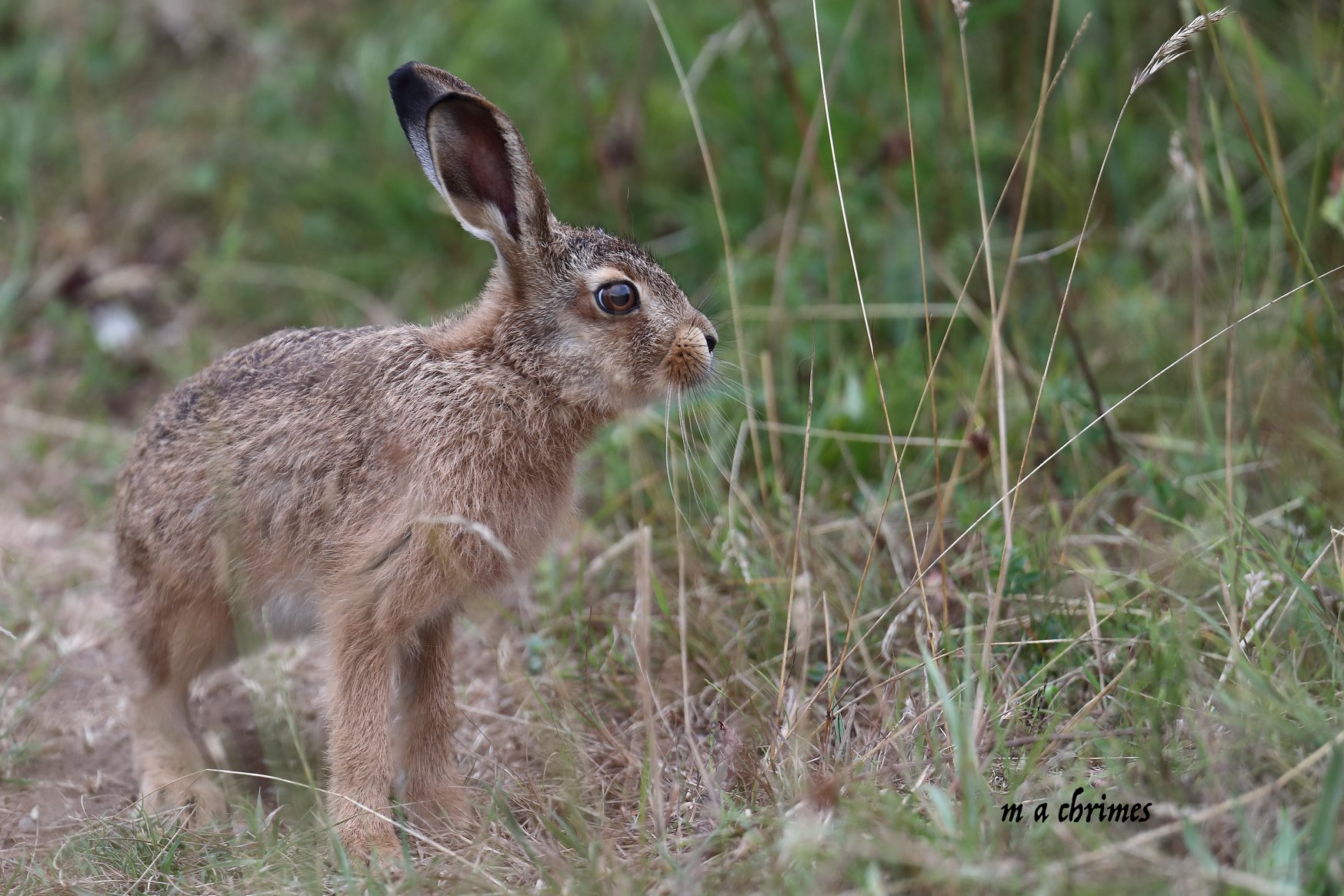 Brown Hare – Rooley Moor Neighbourhood Forum